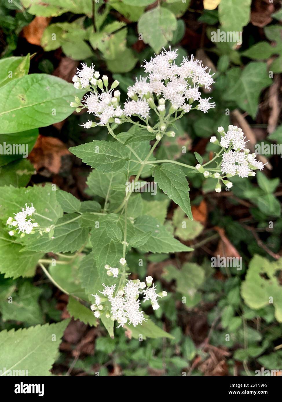 white snakeroot (Ageratina altissima Stock Photo - Alamy