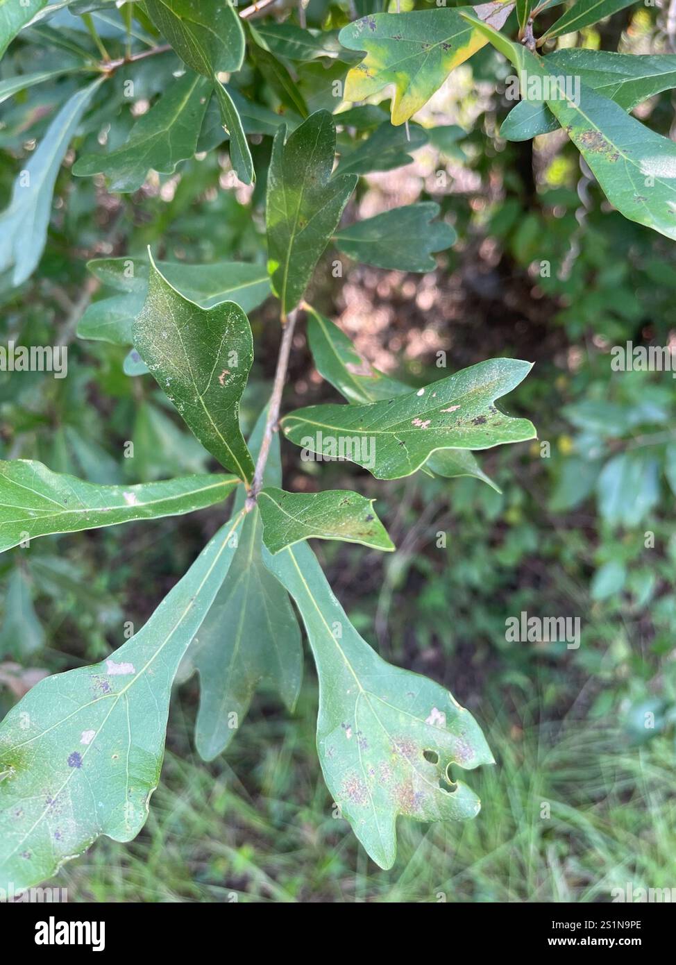 water oak (Quercus nigra Stock Photo - Alamy