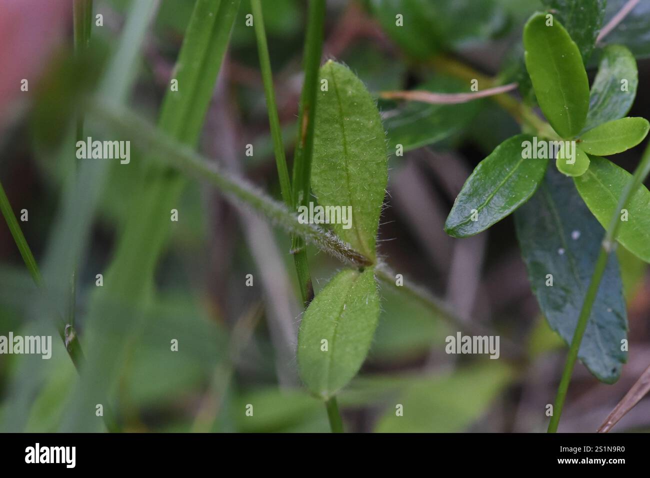 Common mouse-ear chickweed (Cerastium fontanum Stock Photo - Alamy