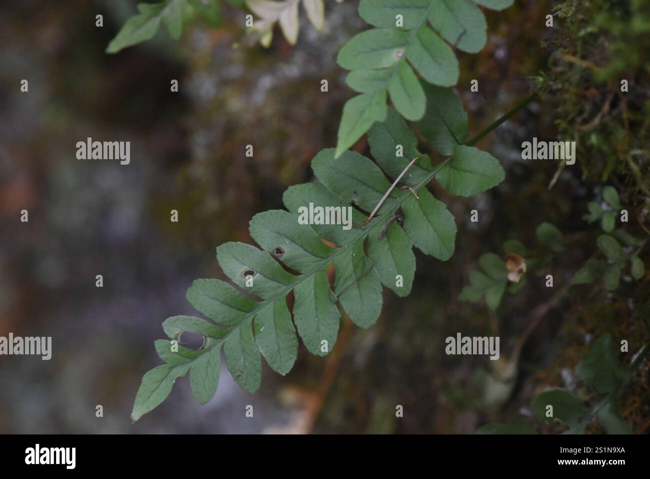 western polypody (Polypodium hesperium Stock Photo - Alamy