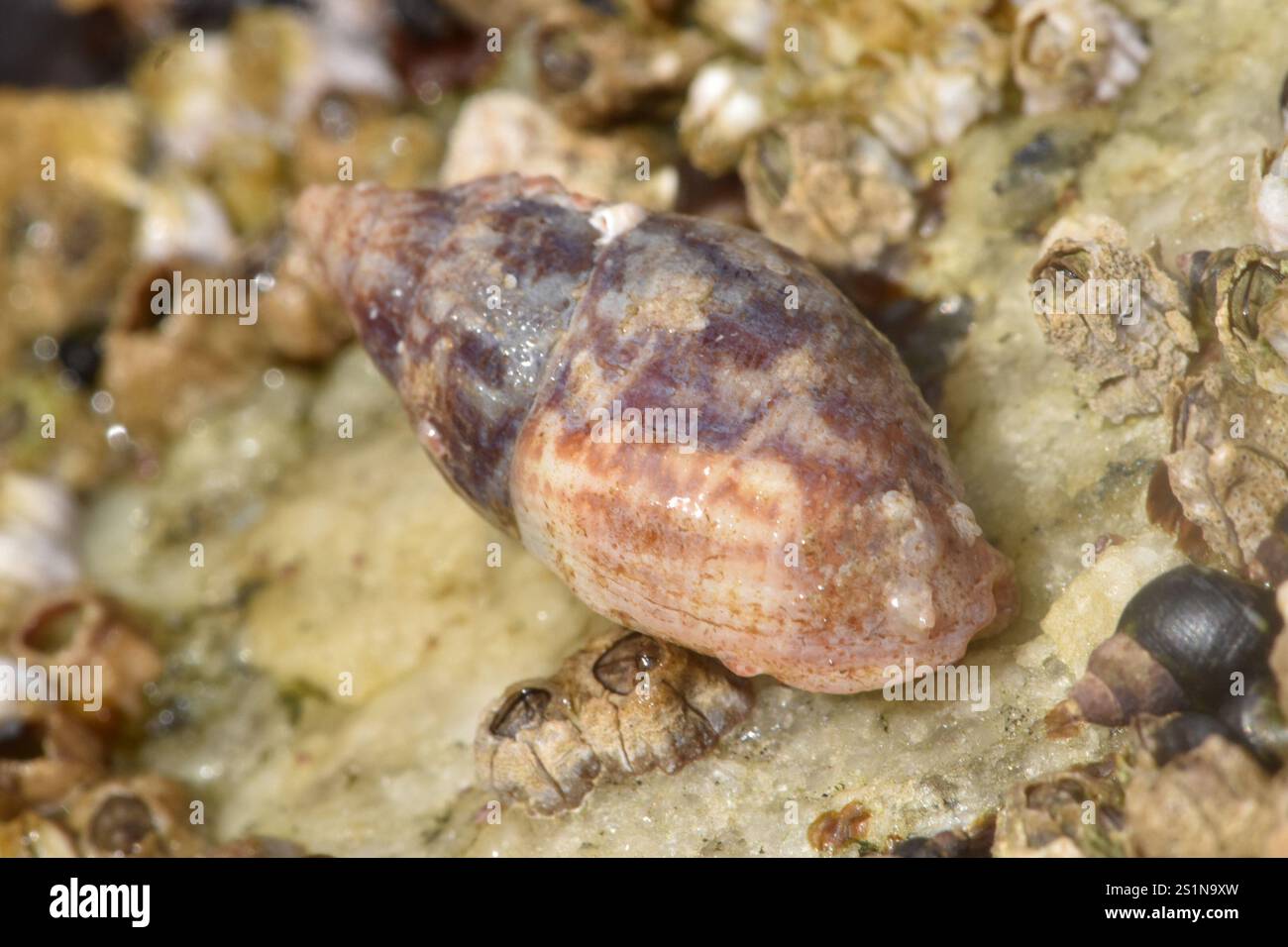 Dove Snails (Columbellidae Stock Photo - Alamy