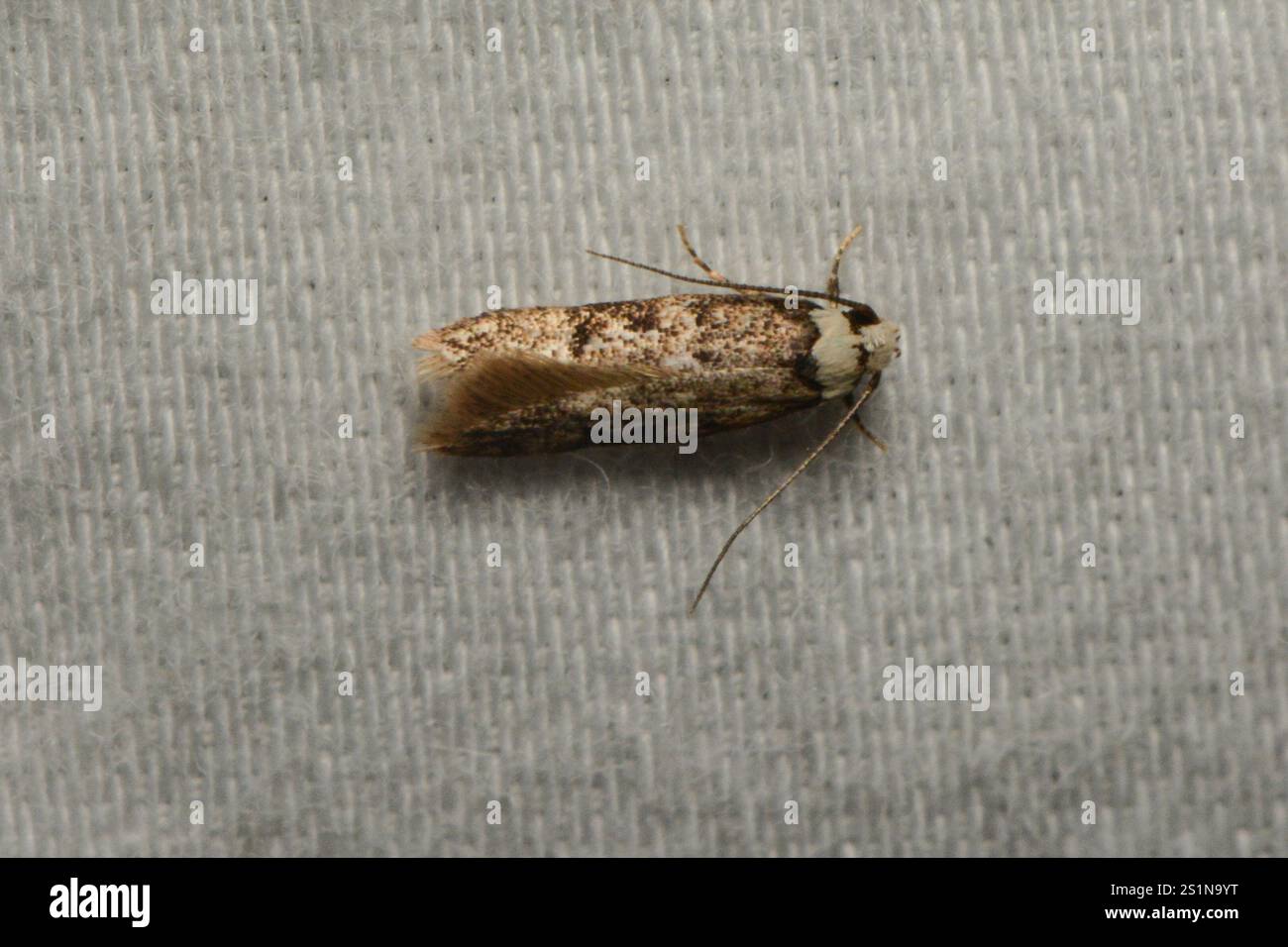 White-shouldered House Moth (Endrosis sarcitrella Stock Photo - Alamy