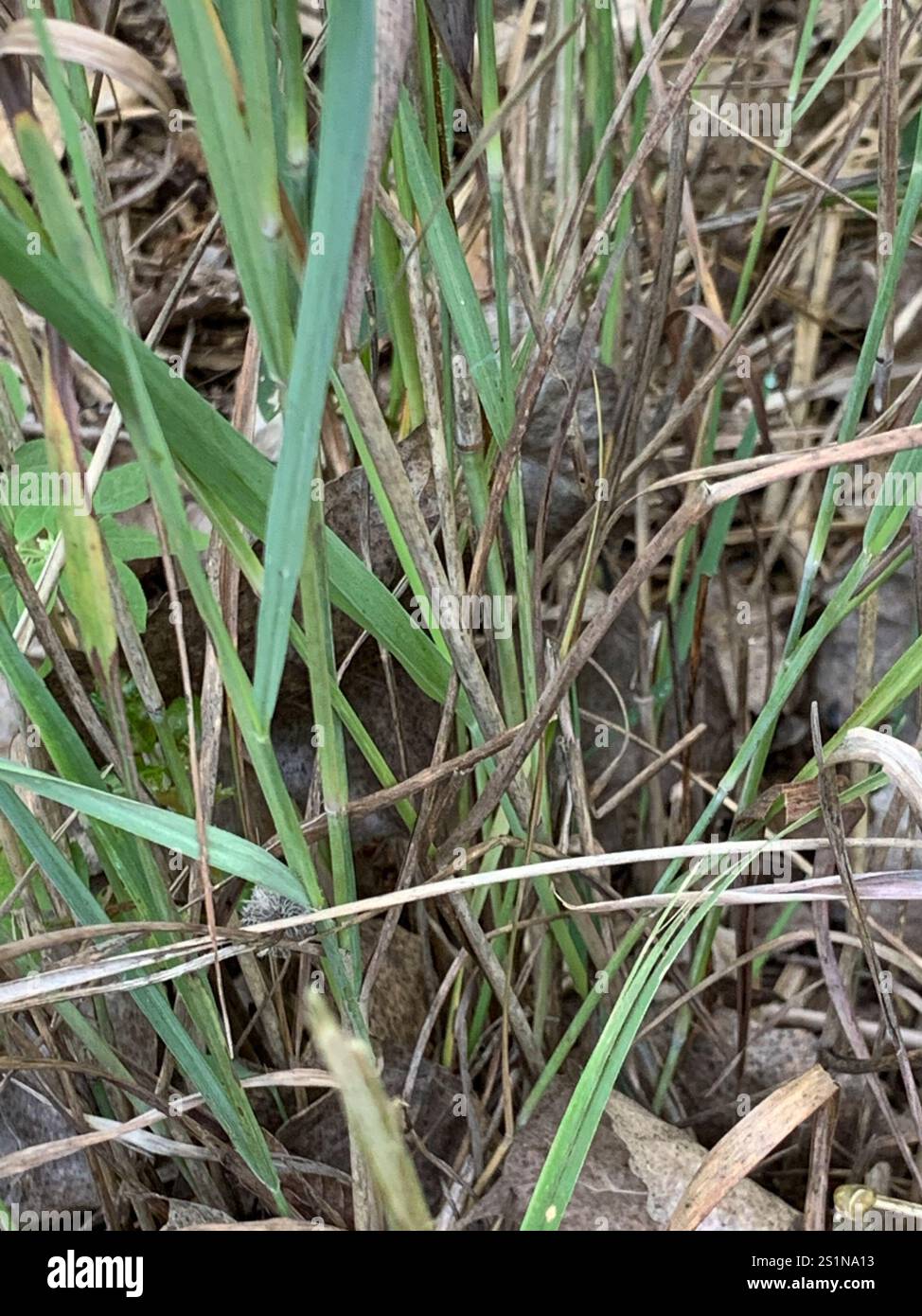 switchgrass (Panicum virgatum Stock Photo - Alamy