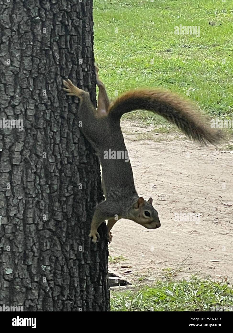 Eastern Fox Squirrel (Sciurus niger Stock Photo - Alamy