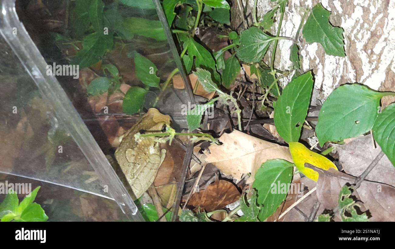 Vermiculated Tree Frog (Trachycephalus vermiculatus Stock Photo - Alamy