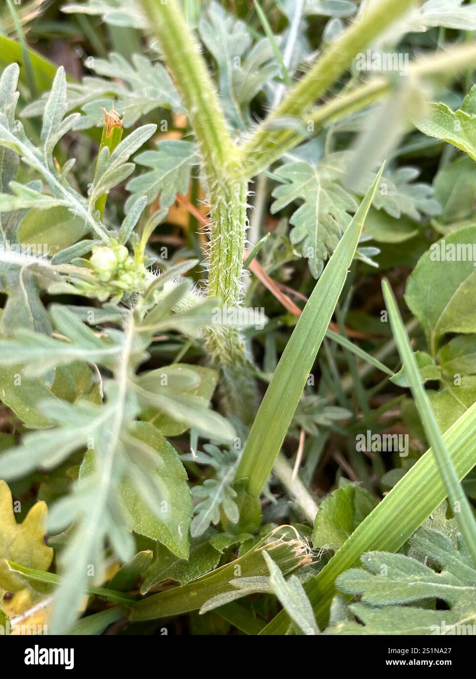 Santa Maria feverfew (Parthenium hysterophorus Stock Photo - Alamy