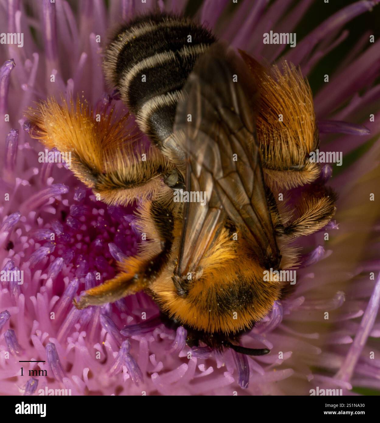 Common Pantaloon Bee (Dasypoda hirtipes Stock Photo - Alamy