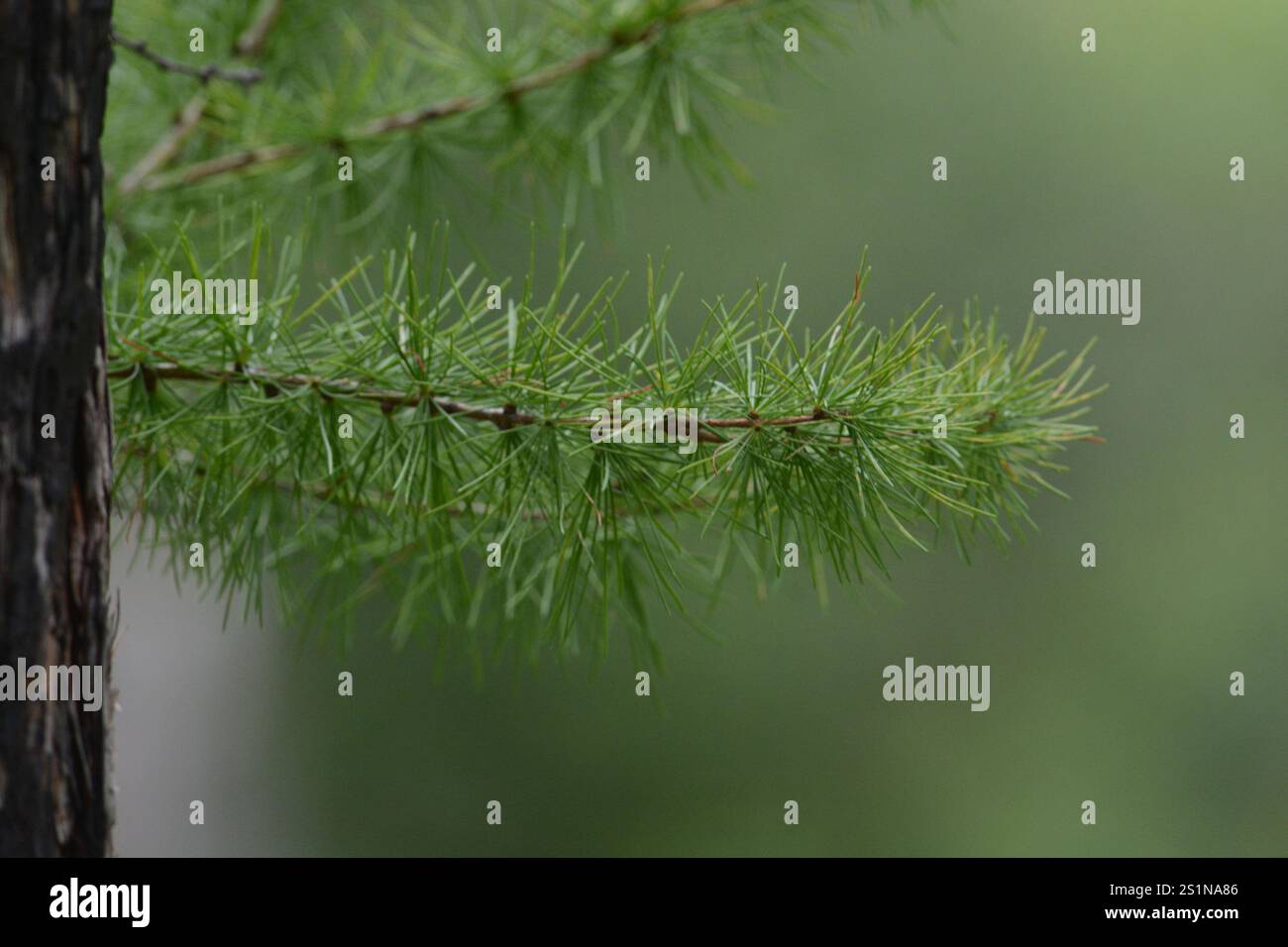 western larch (Larix occidentalis Stock Photo - Alamy