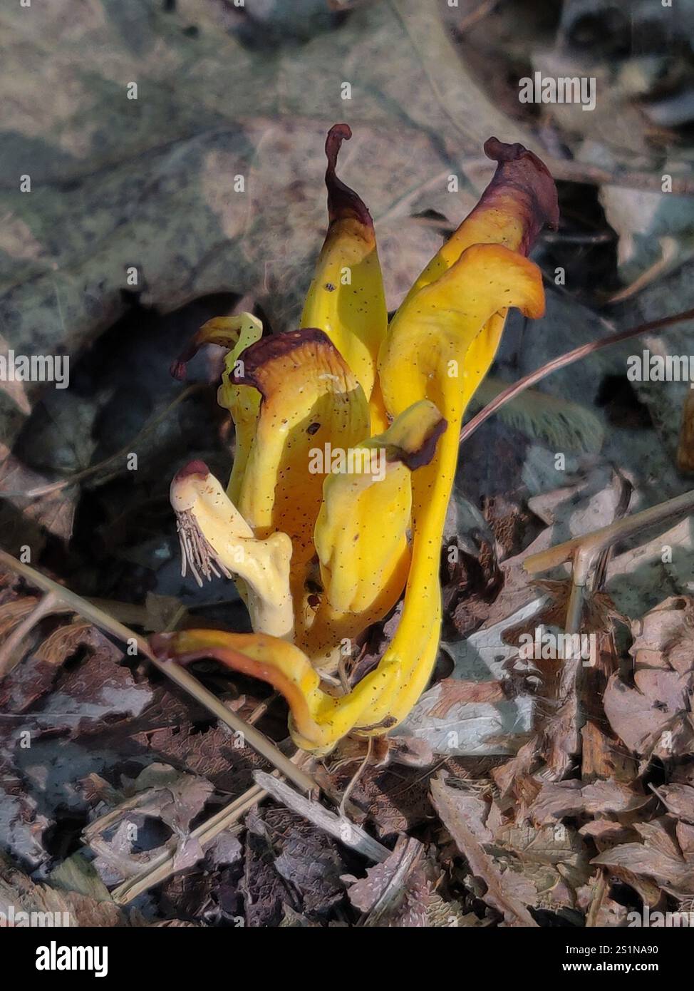 Golden Spindles (Clavulinopsis fusiformis Stock Photo - Alamy