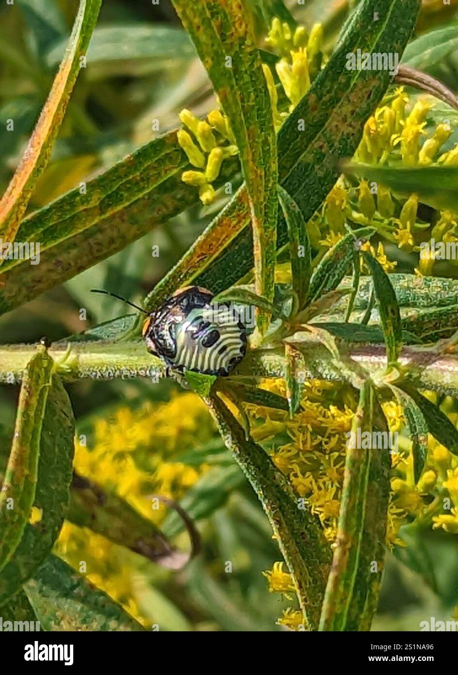 Green Stink Bug (Chinavia hilaris Stock Photo - Alamy