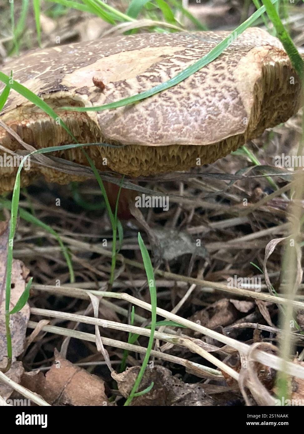 Red-cracking Bolete (Xerocomellus chrysenteron Stock Photo - Alamy