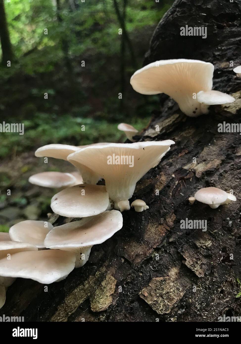 pale oyster (Pleurotus pulmonarius Stock Photo - Alamy