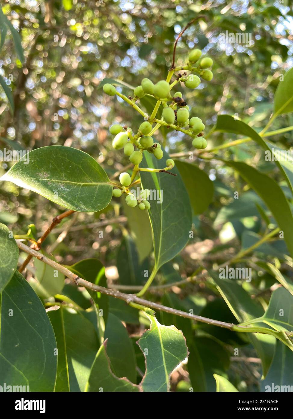tree privet (Ligustrum lucidum Stock Photo - Alamy