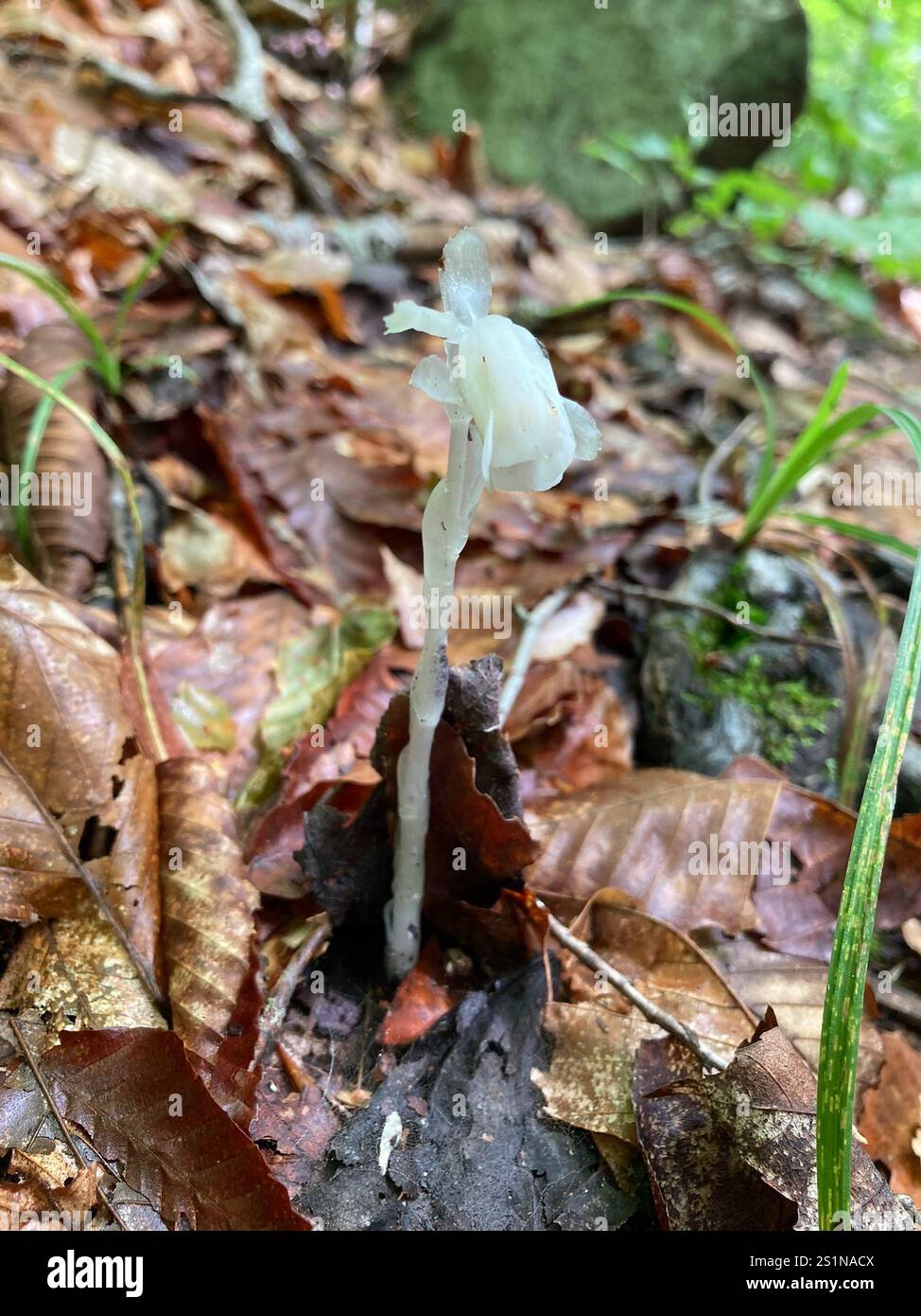 Ghost Pipe (Monotropa uniflora Stock Photo - Alamy