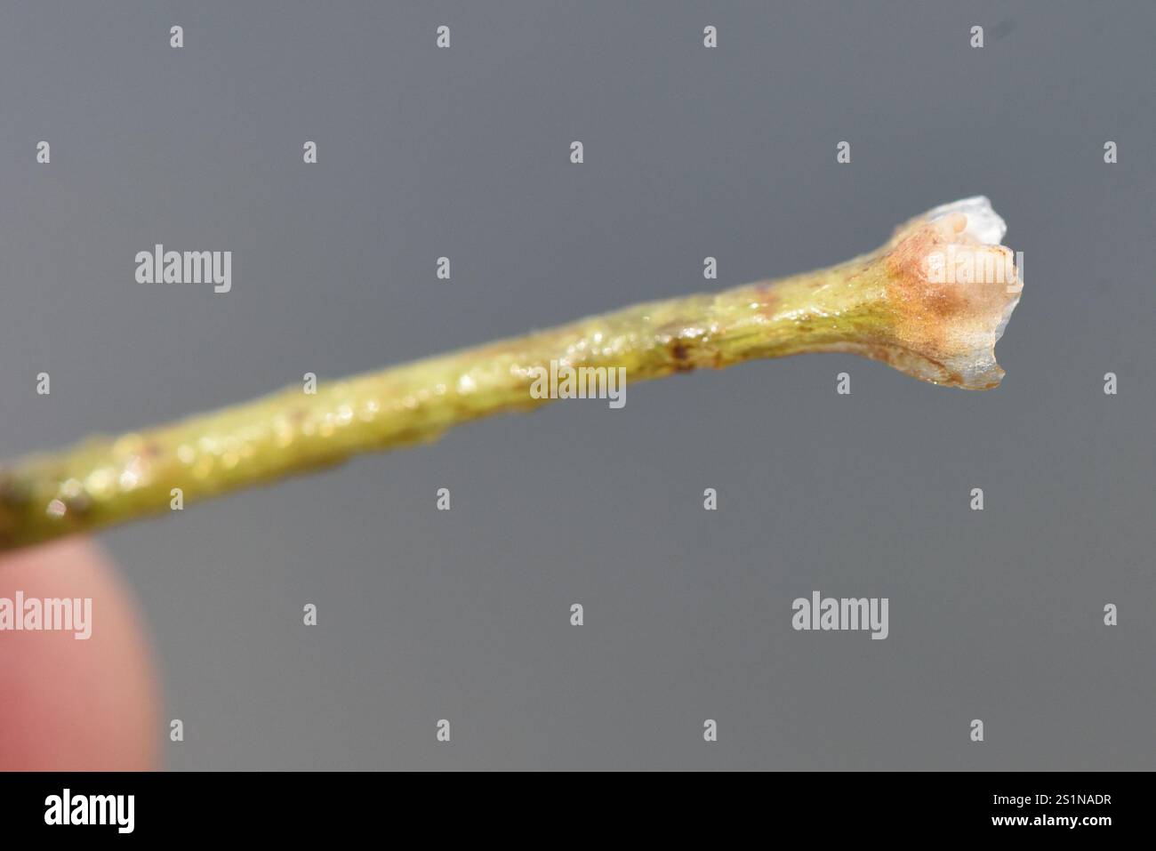 Quillworts hi-res stock photography and images - Alamy
