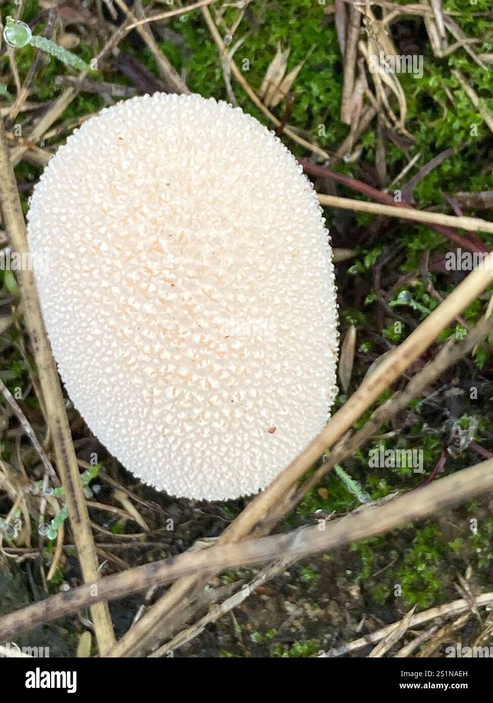 Meadow Puffball (Lycoperdon pratense Stock Photo - Alamy
