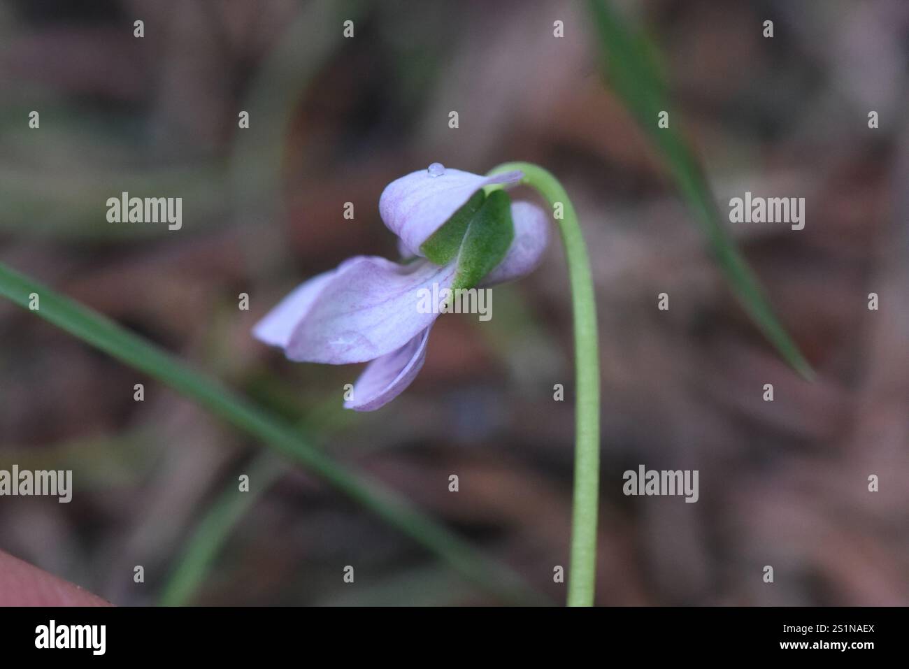 alpine marsh violet (Viola palustris Stock Photo - Alamy