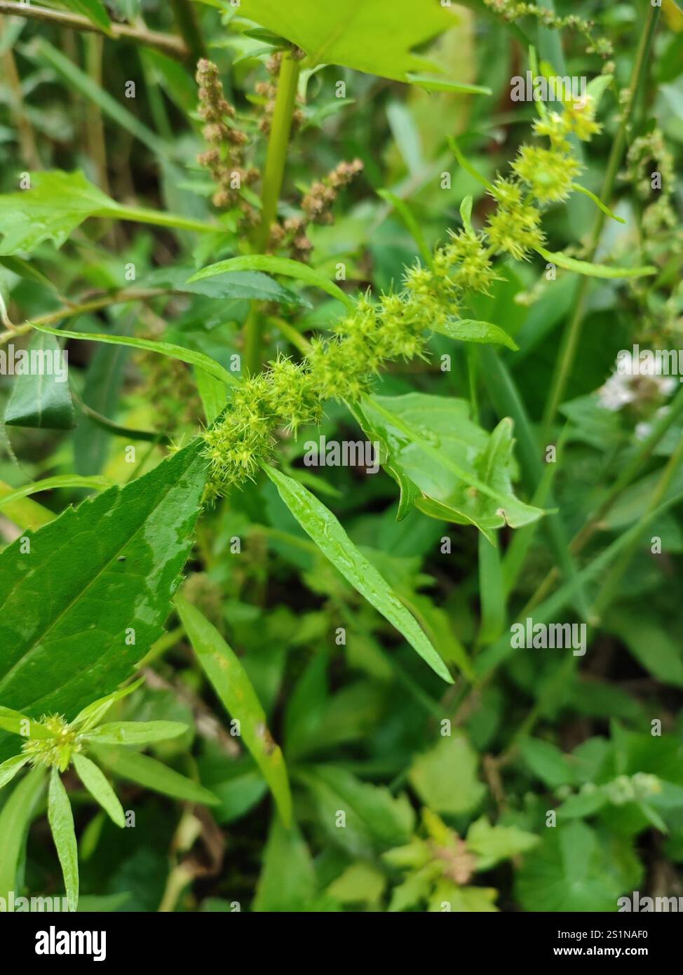 Golden Dock (Rumex maritimus Stock Photo - Alamy