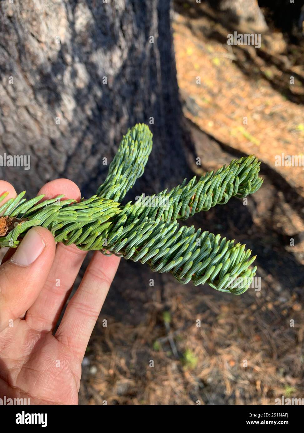 red fir (Abies magnifica Stock Photo - Alamy