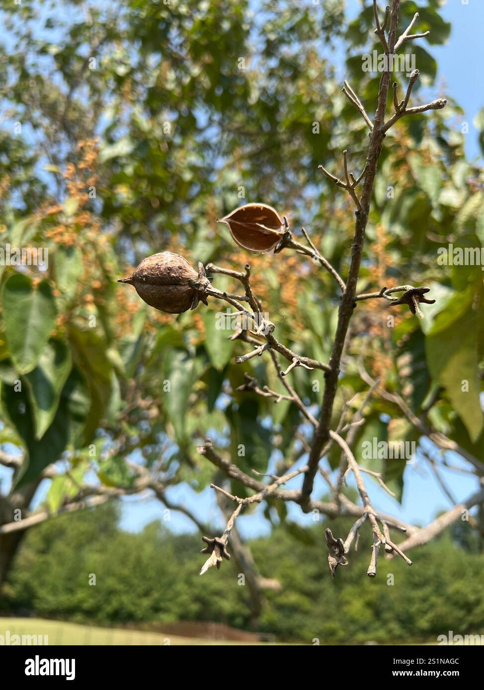 princess tree (Paulownia tomentosa Stock Photo - Alamy