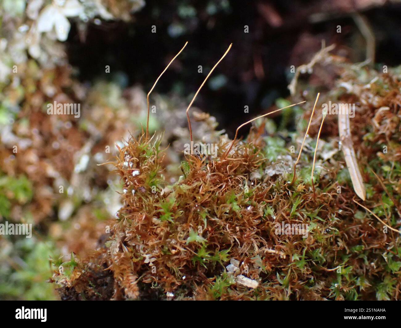 Geniculate Four-tooth Moss (Tetraphis geniculata Stock Photo - Alamy