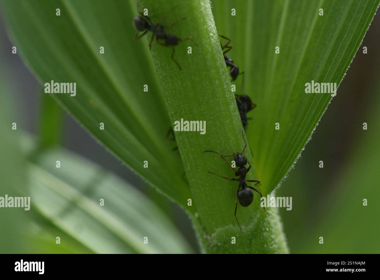 fusca-group Field Ants and Allies (Formica fusca Stock Photo - Alamy