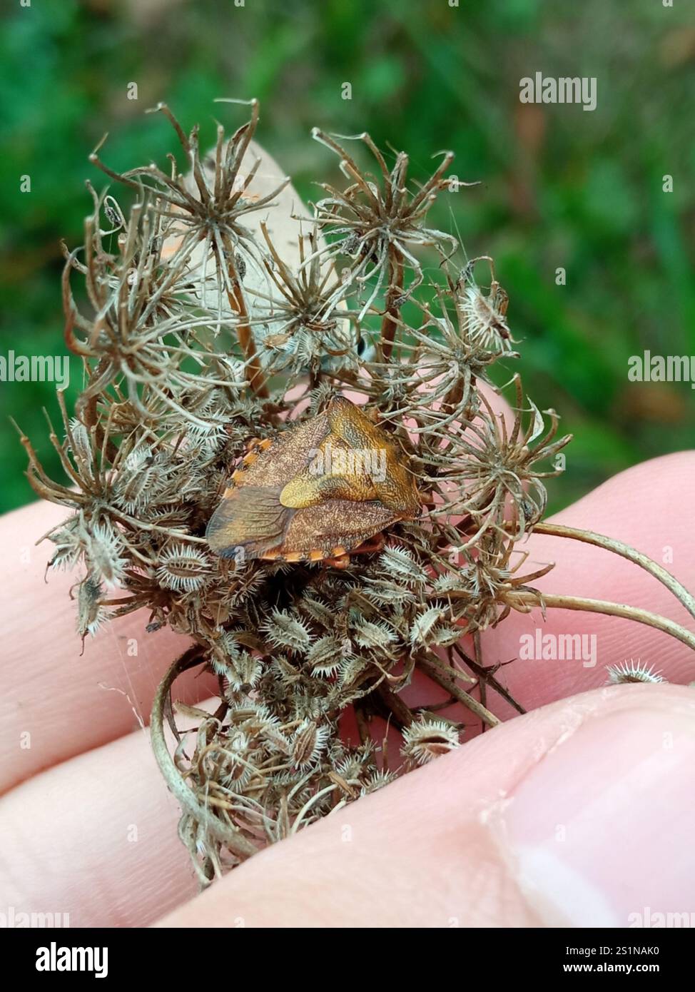 Black-shouldered Shieldbug (Carpocoris purpureipennis Stock Photo - Alamy