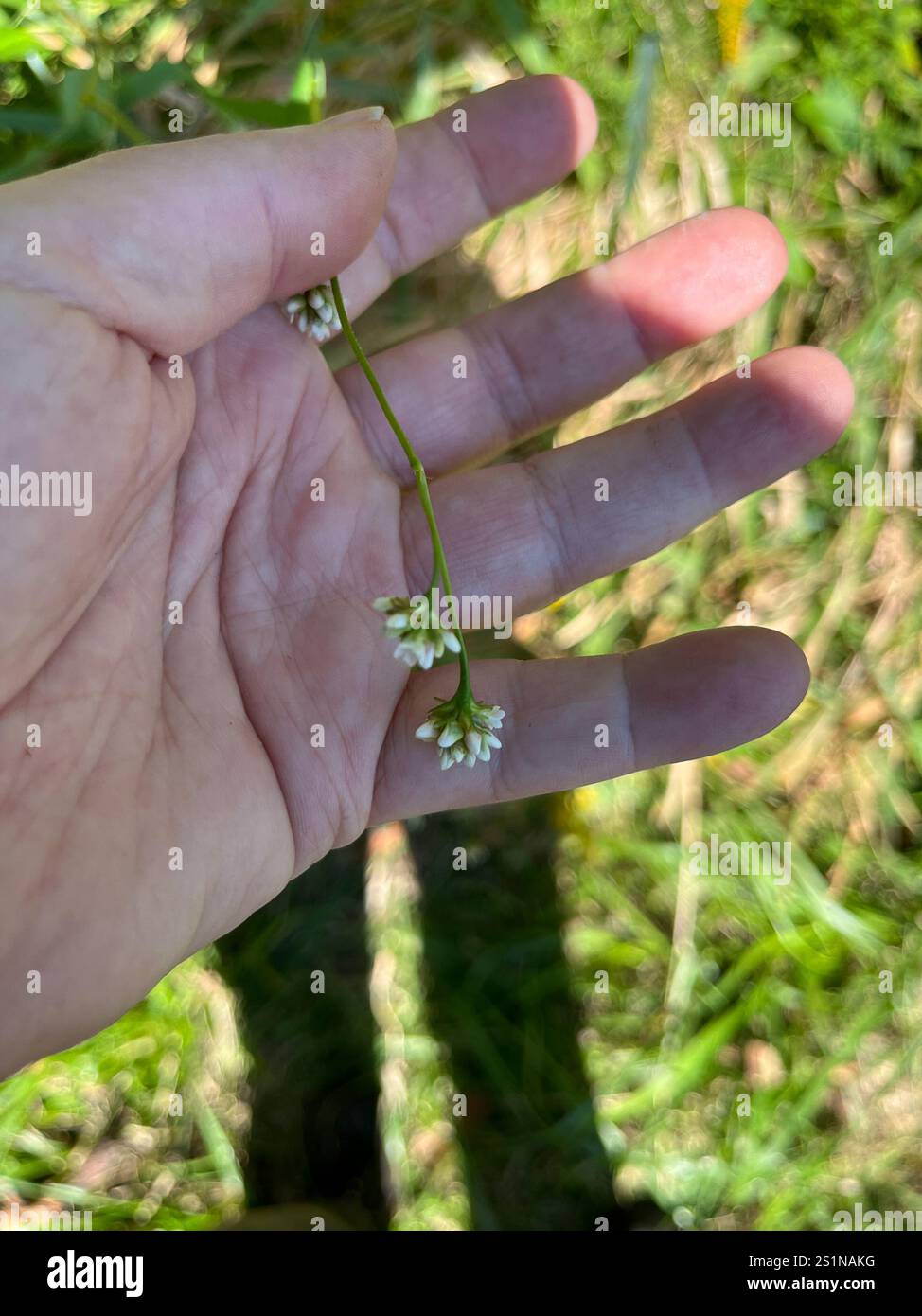 arrow-leaved tearthumb (Persicaria sagittata Stock Photo - Alamy