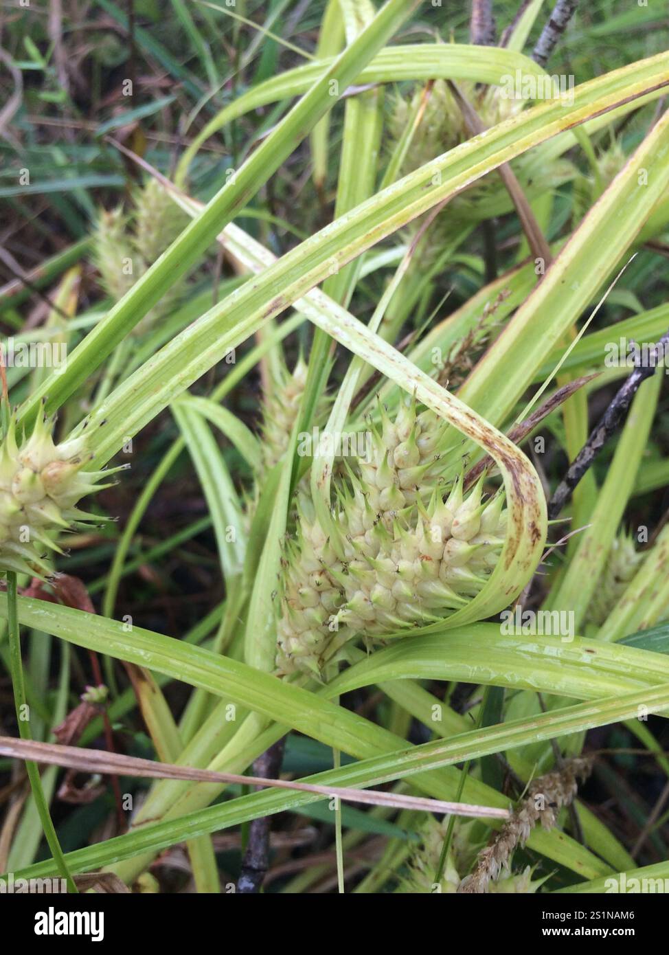 hop sedge (Carex lupulina Stock Photo - Alamy