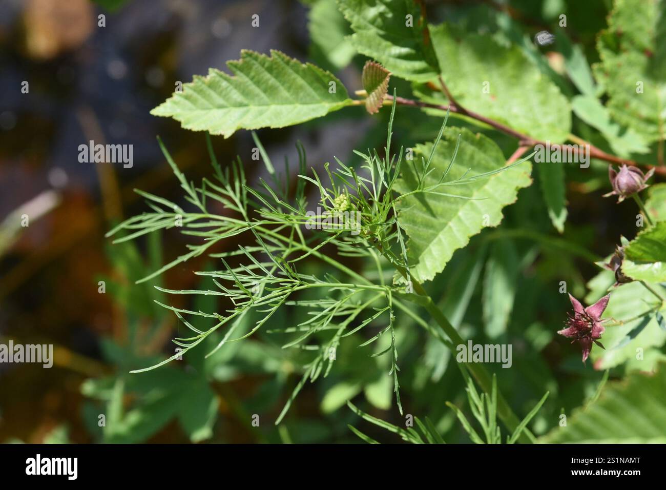 bulblet-bearing water hemlock (Cicuta bulbifera Stock Photo - Alamy