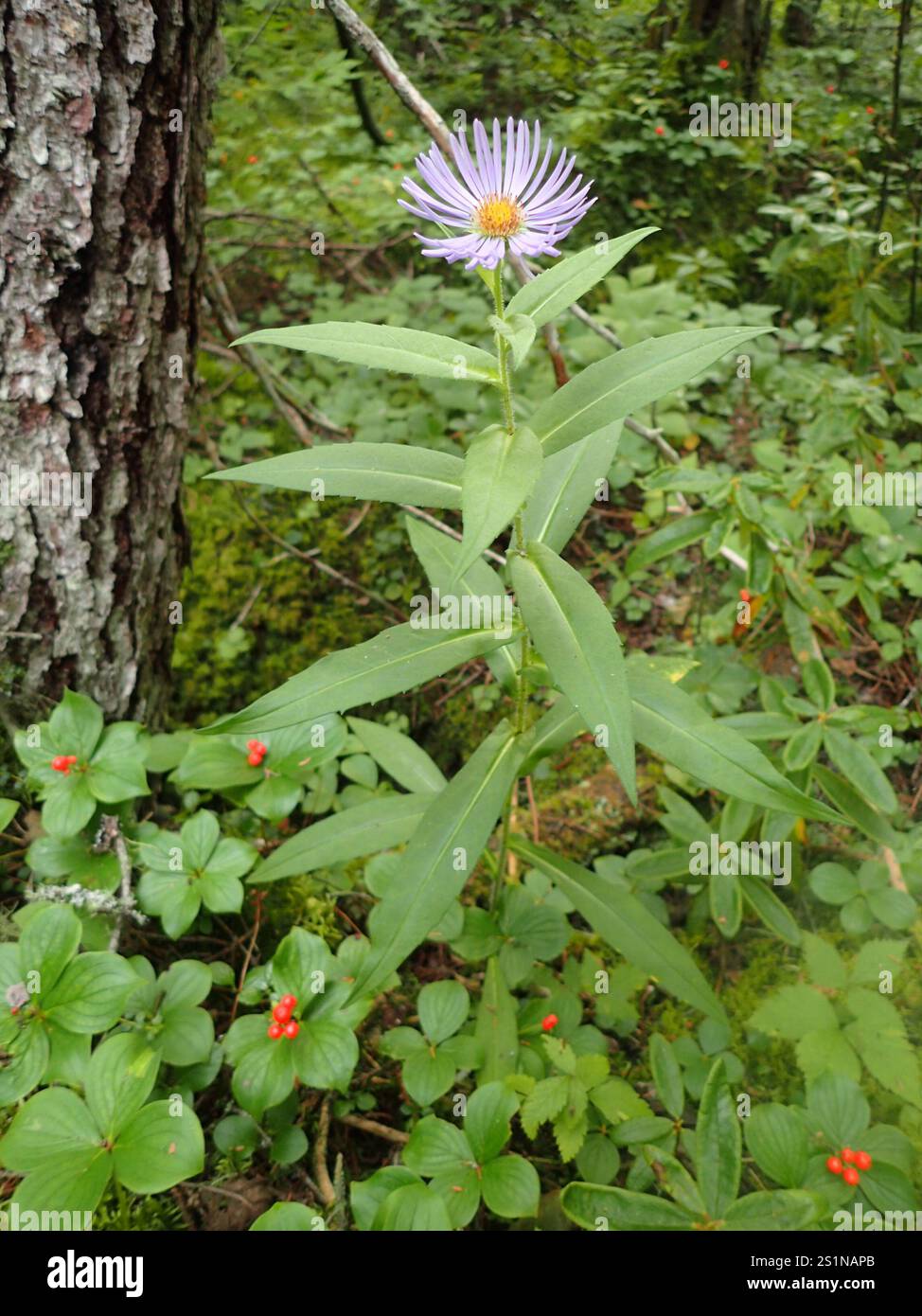 swamp aster (Symphyotrichum puniceum Stock Photo - Alamy