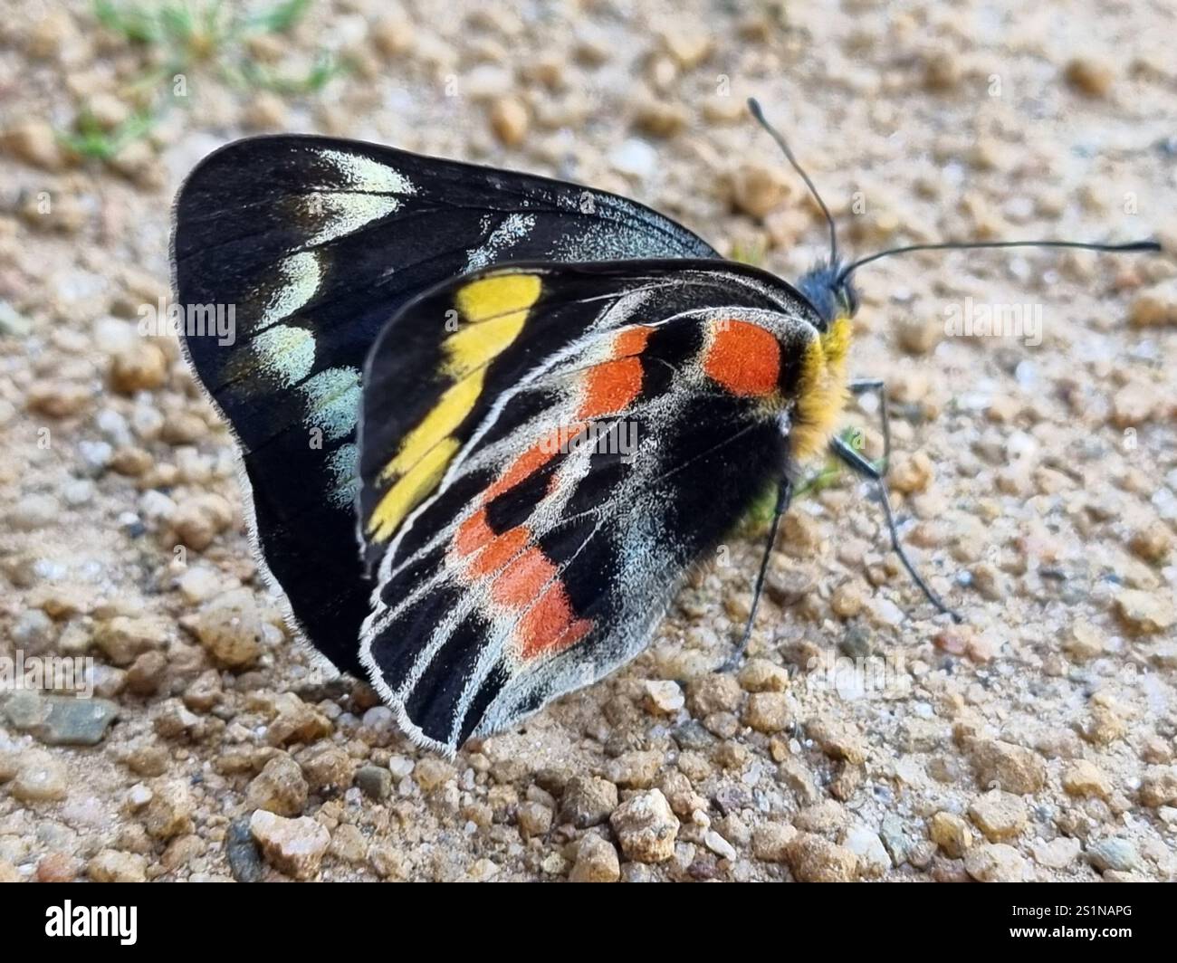 Imperial Jezebel (Delias harpalyce Stock Photo - Alamy