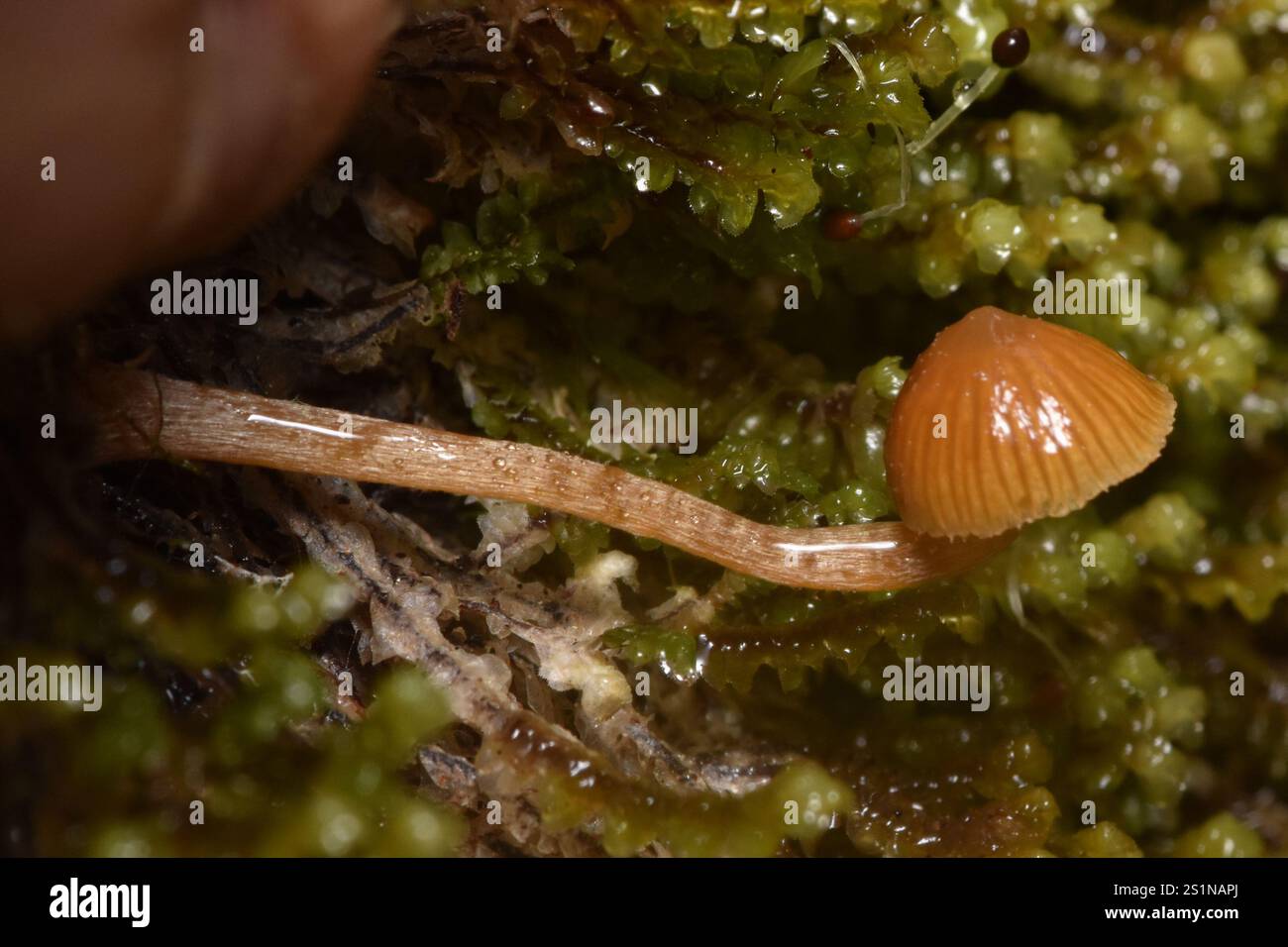 Moss Bell (Galerina hypnorum Stock Photo - Alamy