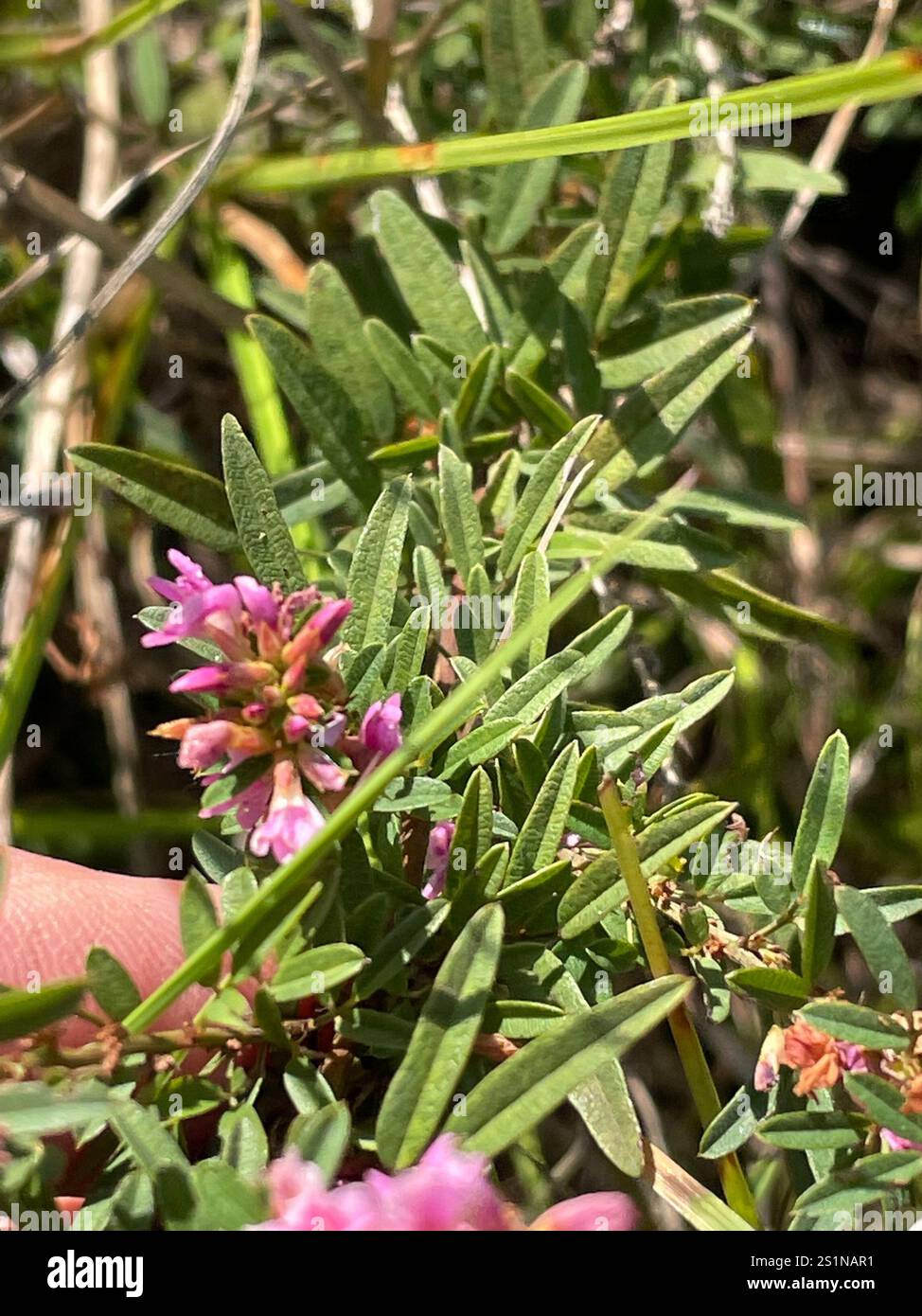 slender bush clover (Lespedeza virginica Stock Photo - Alamy