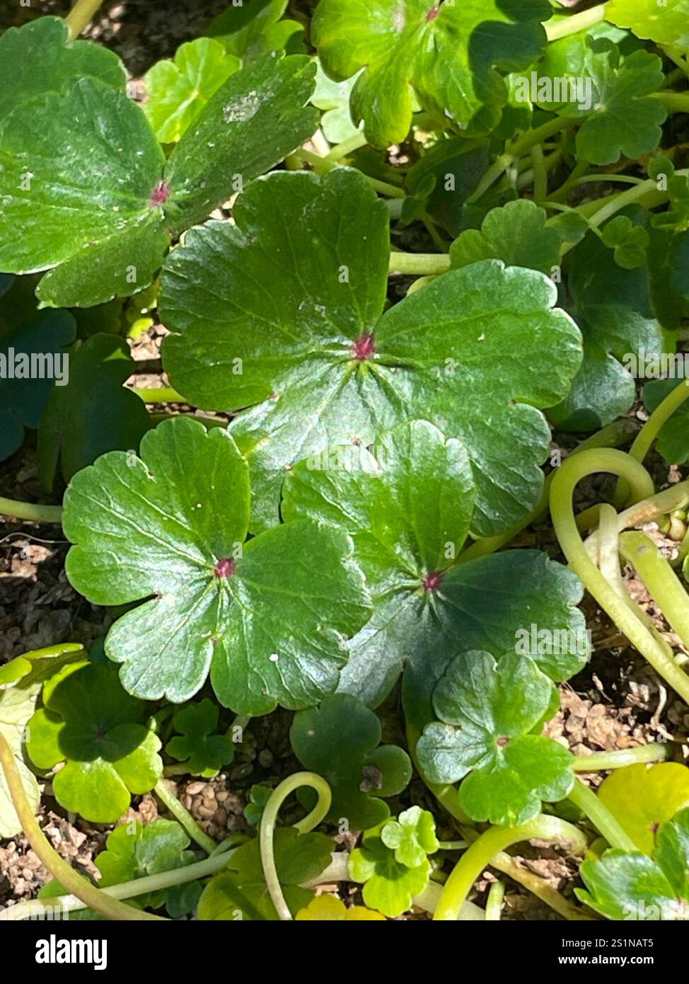 floating marsh pennywort (Hydrocotyle ranunculoides Stock Photo - Alamy
