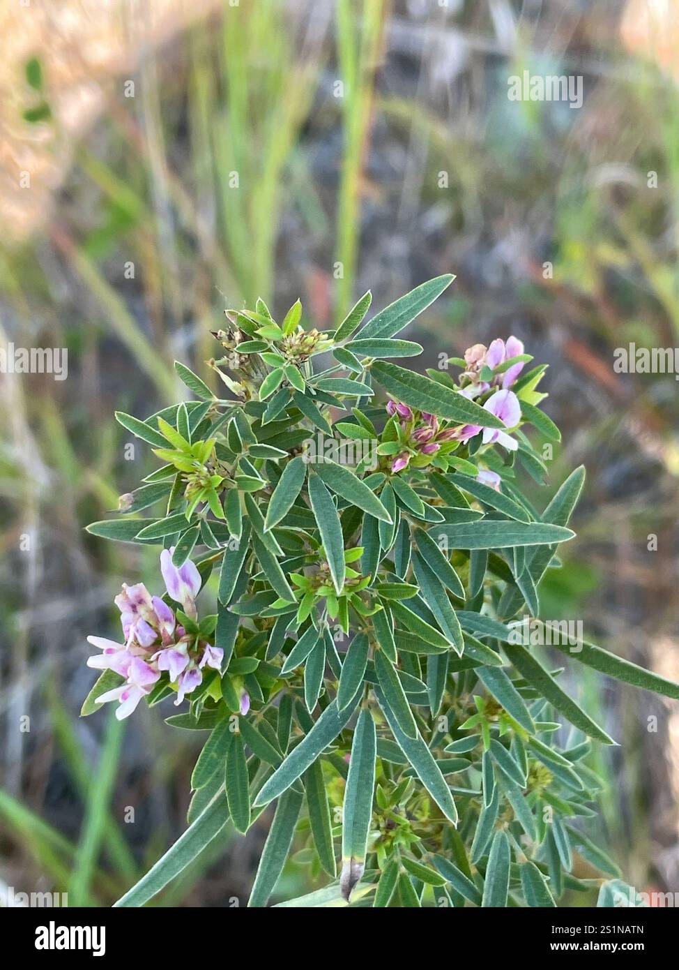 slender bush clover (Lespedeza virginica Stock Photo - Alamy