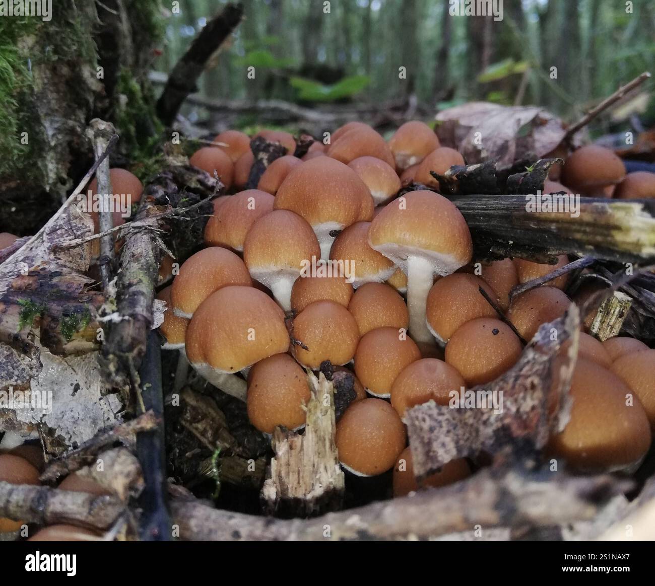 Common Stump Brittlestem (Psathyrella piluliformis Stock Photo - Alamy