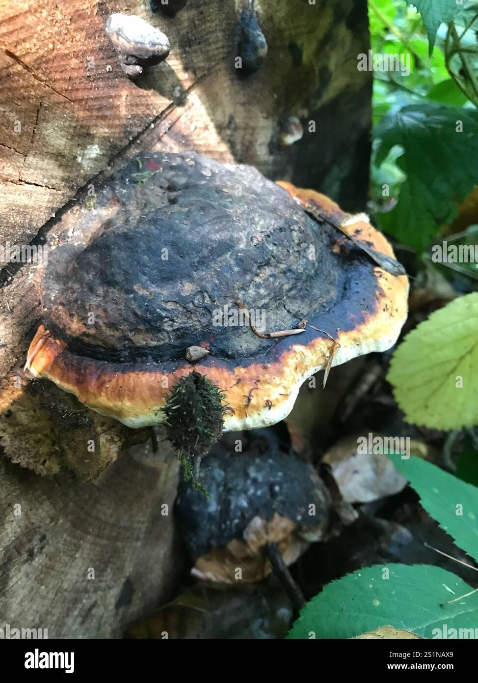 Red-banded Polypore (Fomitopsis pinicola Stock Photo - Alamy