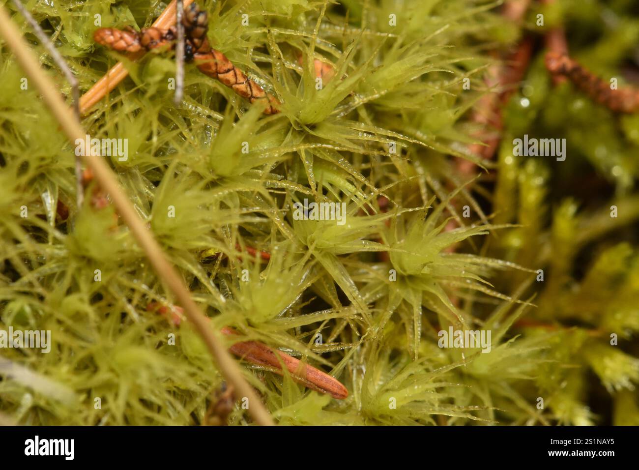 Waxyleaf Moss (Dicranum polysetum Stock Photo - Alamy