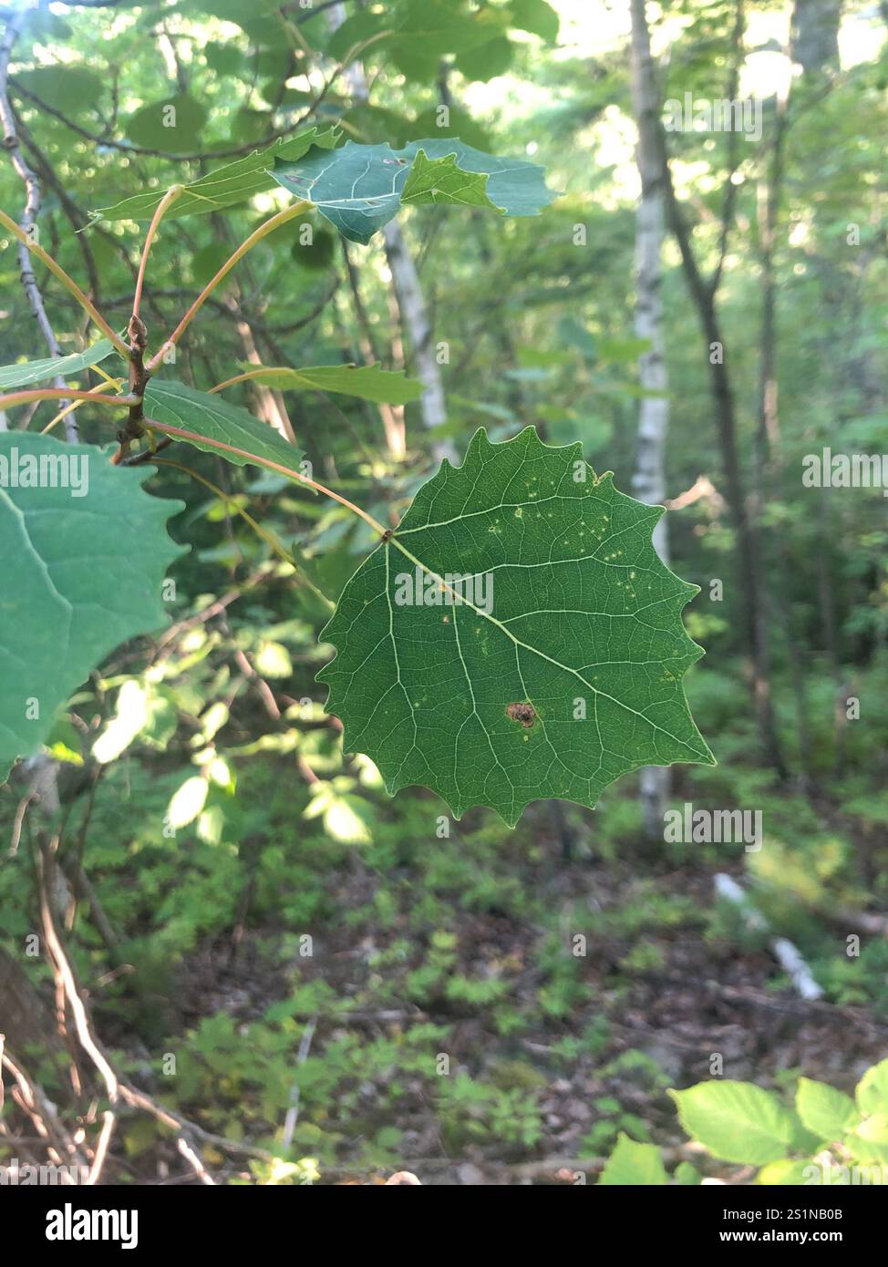 bigtooth aspen (Populus grandidentata Stock Photo - Alamy