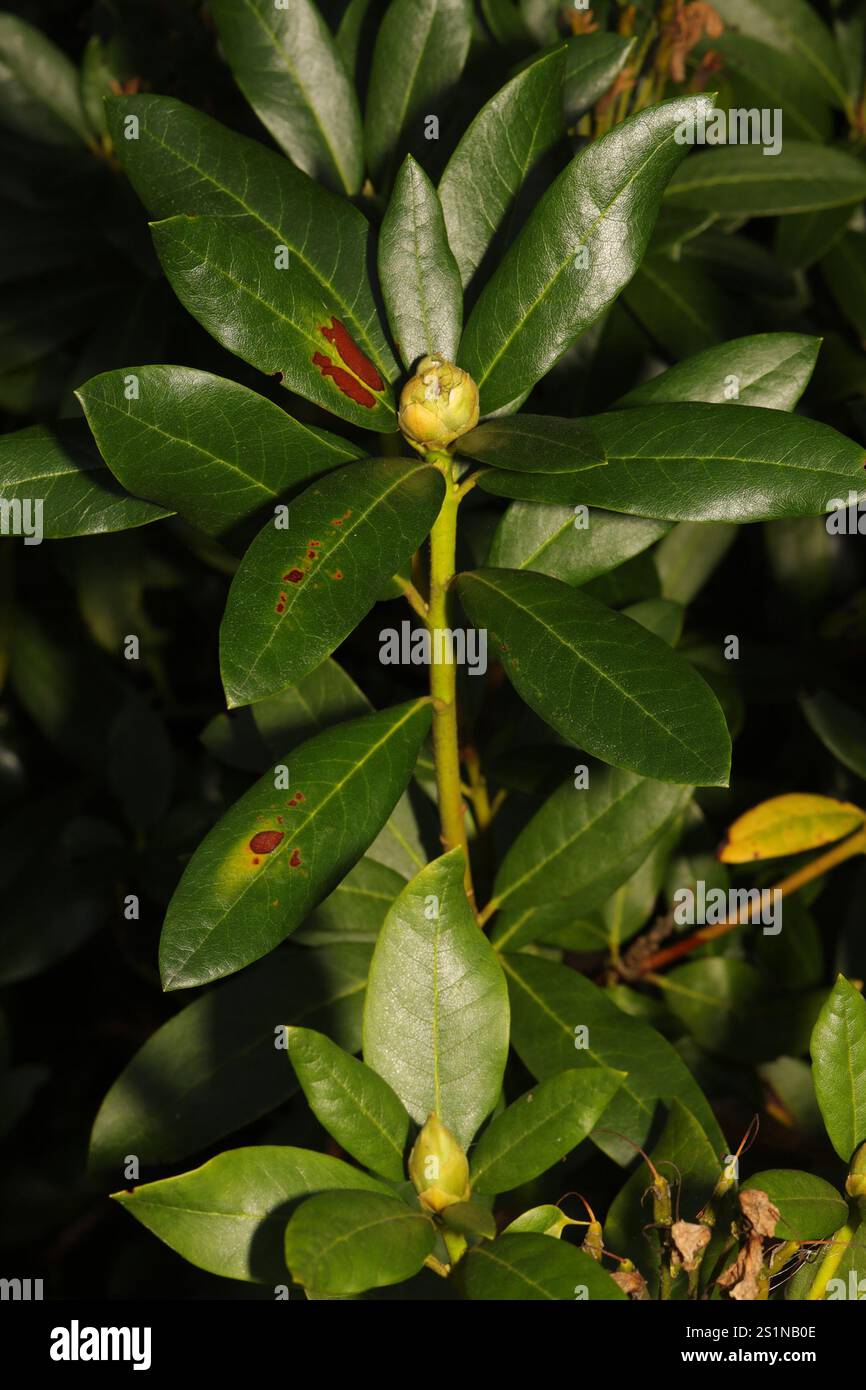 Common Rhododendron (Rhododendron ponticum Stock Photo - Alamy