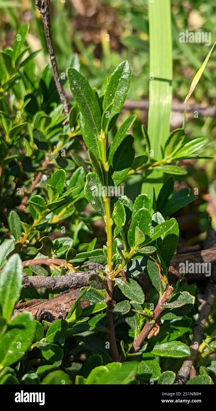 Oregon Boxwood (Paxistima myrsinites Stock Photo - Alamy