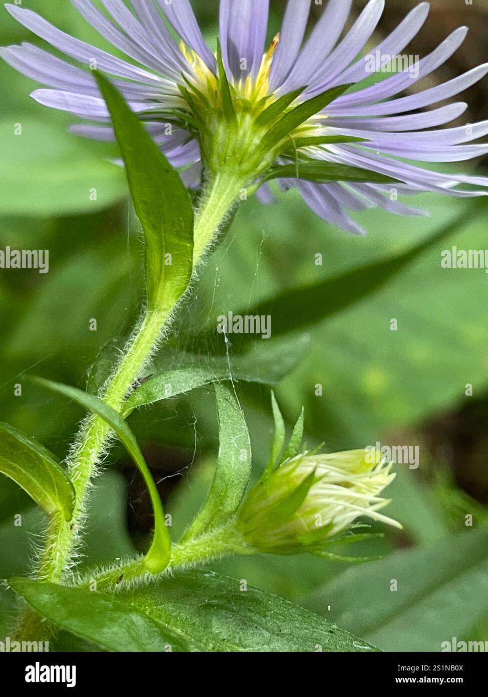 swamp aster (Symphyotrichum puniceum Stock Photo - Alamy