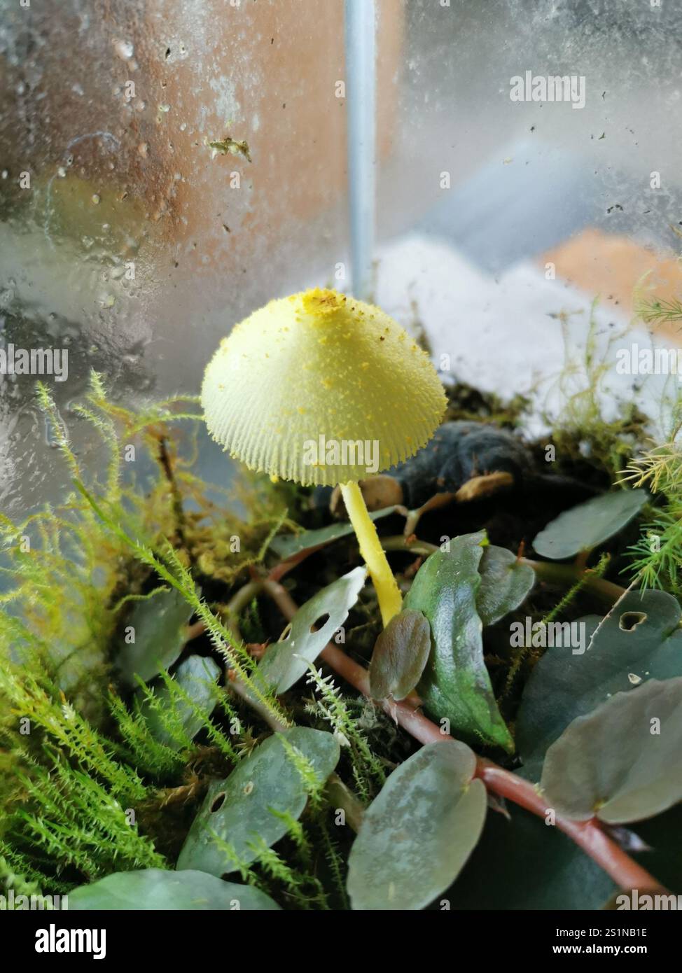 flowerpot parasol (Leucocoprinus birnbaumii Stock Photo - Alamy