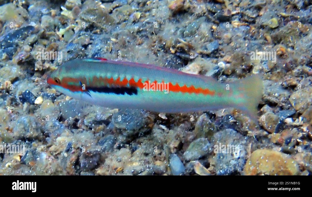Mediterranean Rainbow Wrasse (Coris julis Stock Photo - Alamy