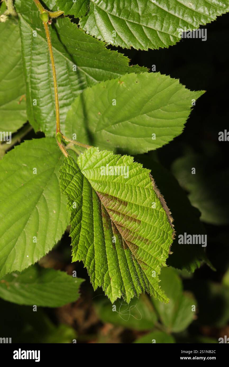 common hazel (Corylus avellana Stock Photo - Alamy