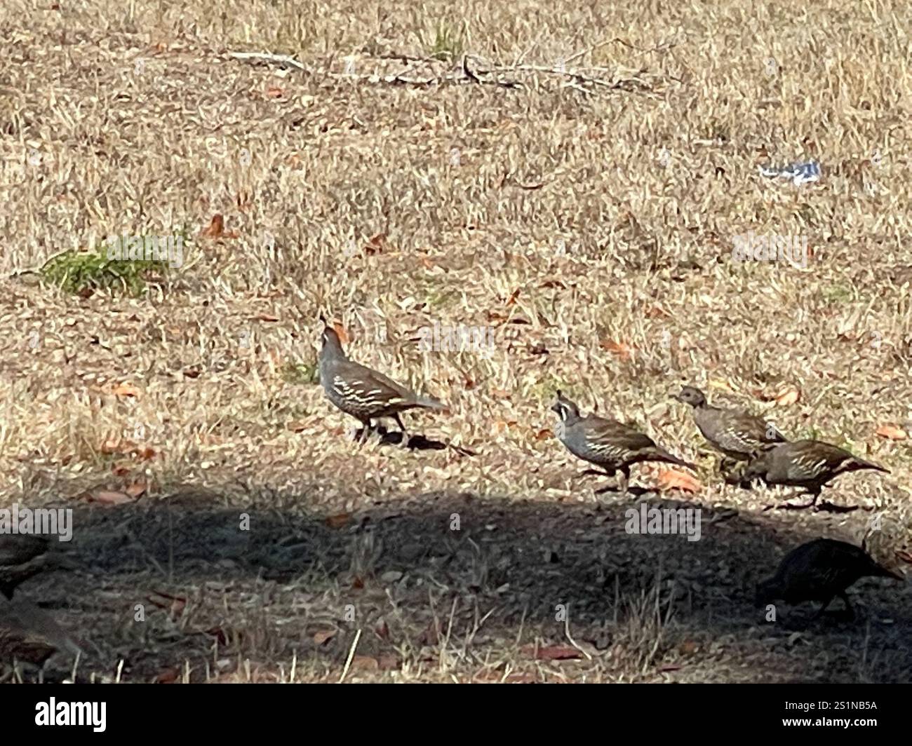 California Quail (Callipepla californica Stock Photo - Alamy