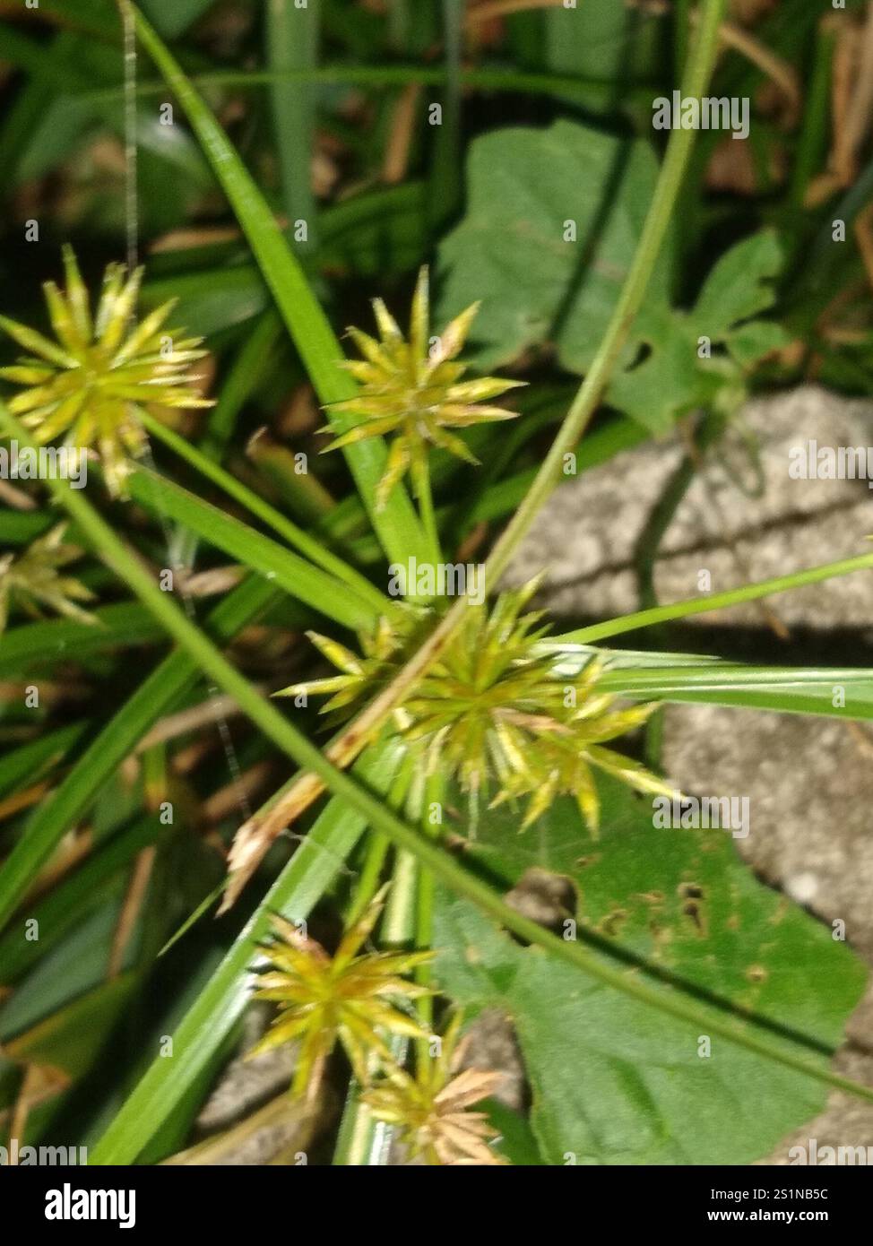 Baldwin's Flatsedge (Cyperus croceus Stock Photo - Alamy