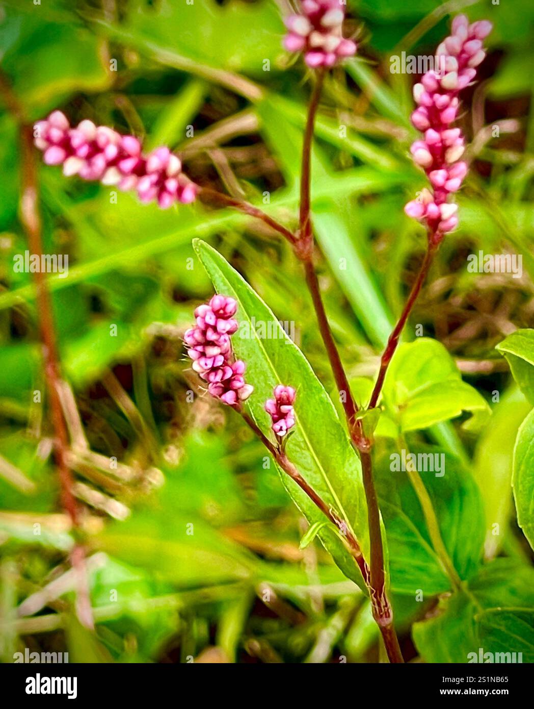 low smartweed (Persicaria longiseta Stock Photo - Alamy