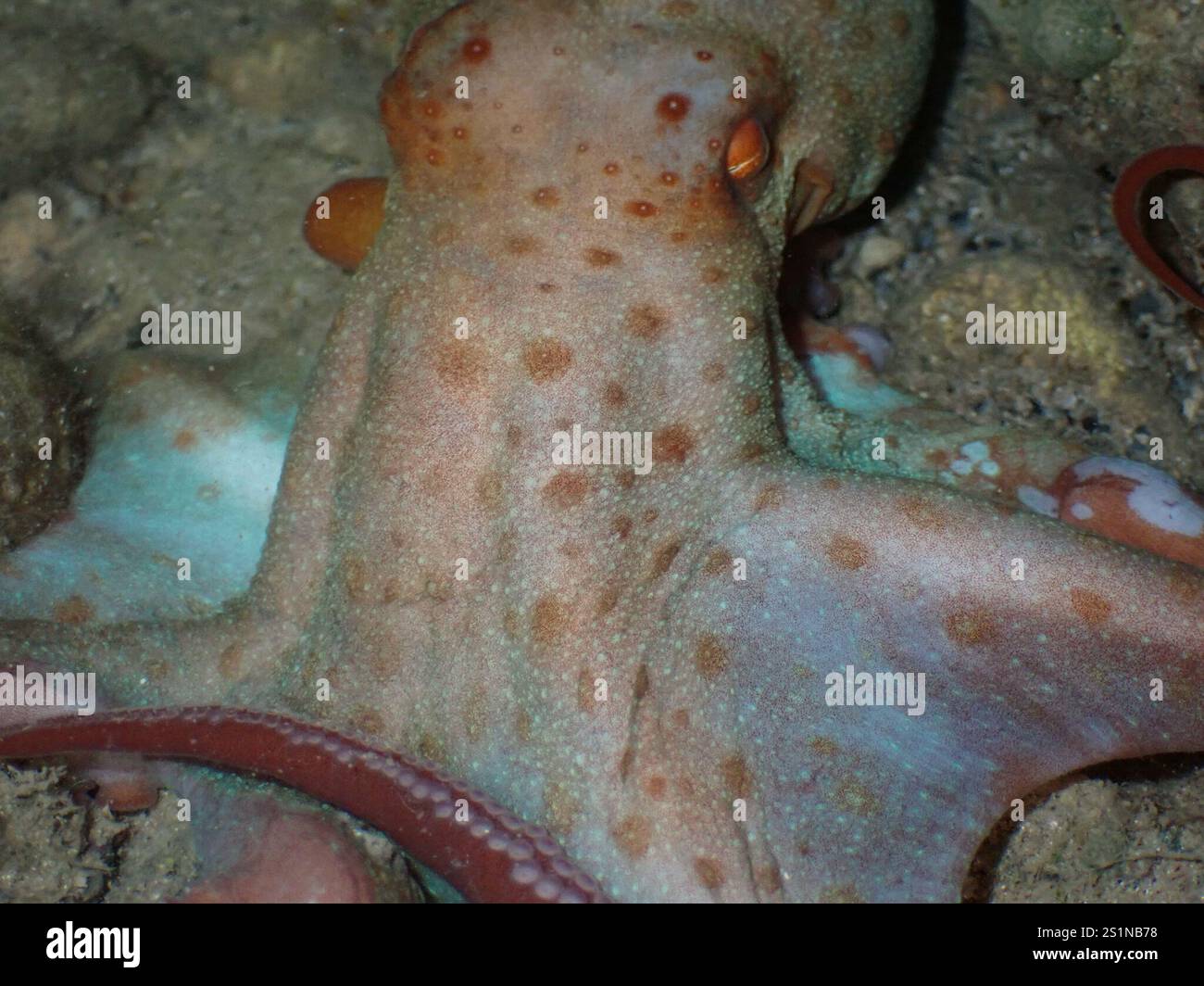 Red-spot Night Octopus (Callistoctopus dierythraeus Stock Photo - Alamy
